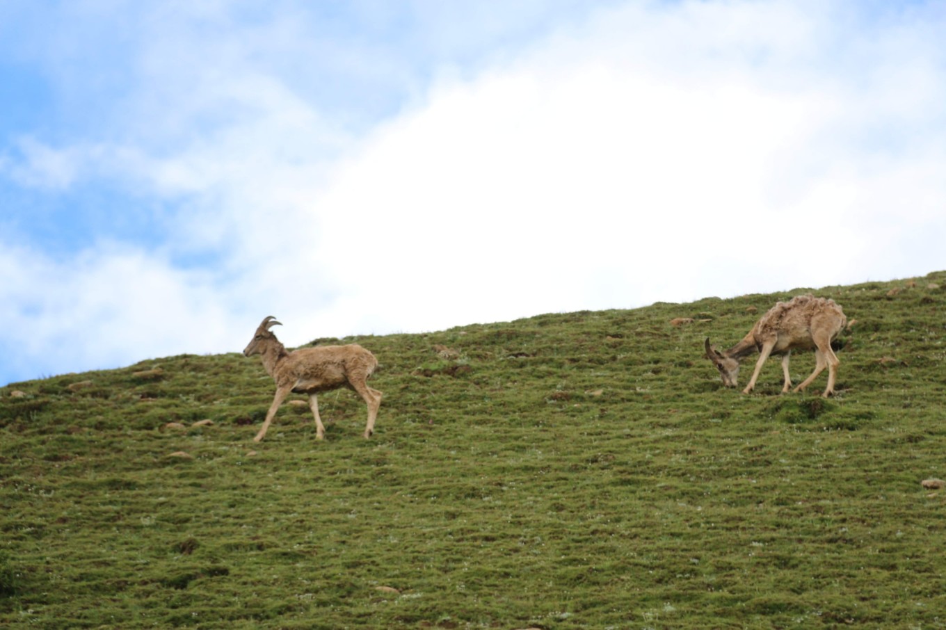 Most Exciting Encounters, Wildest Wildlife (Walk Together) - iNEWS