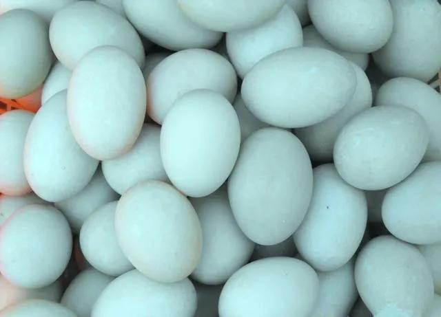 Why don't many people eat goose eggs?Isn't it delicious? - iNEWS