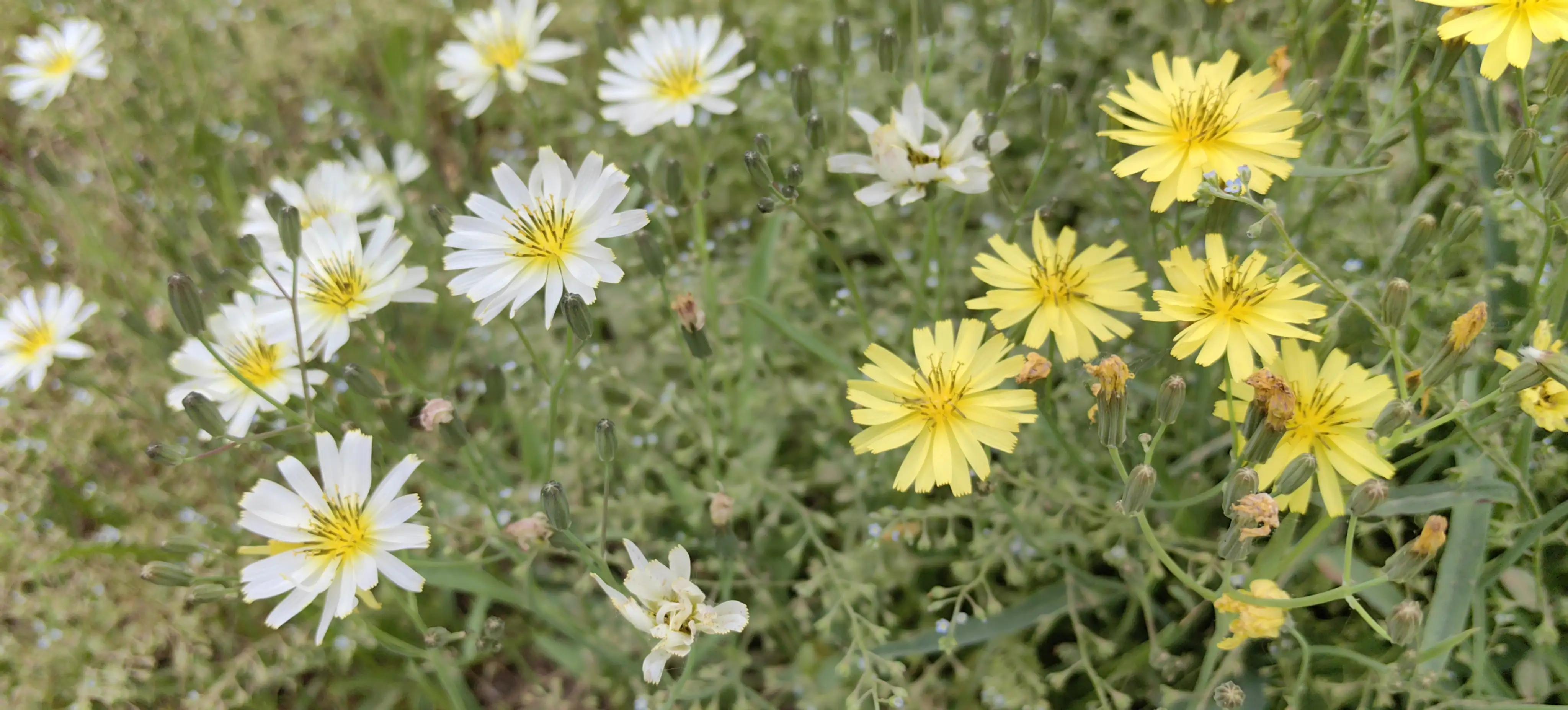 Bitter cauliflower chant - iMedia