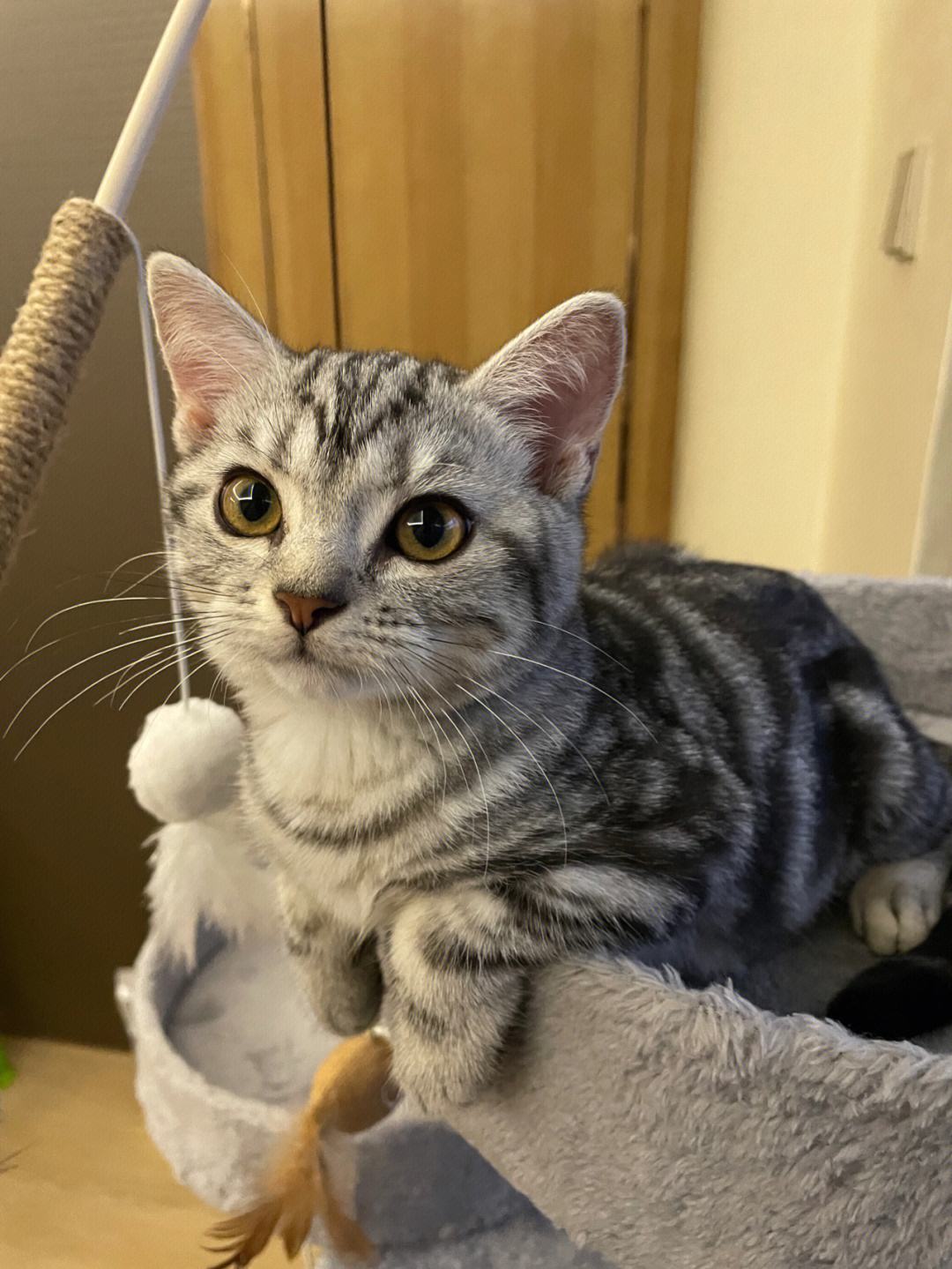 Why is the abandonment rate of "American short cats" so high? Netizen ...