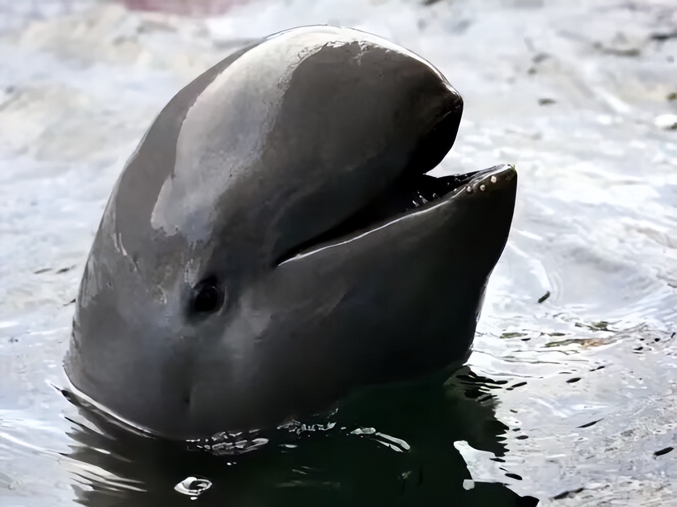 The cute and rare fat house happy dolphin─Ihe dolphin - iNEWS