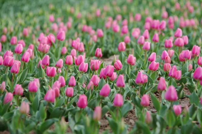 Xingqing Palace Flower Exhibition explores the garden in advance - iMedia