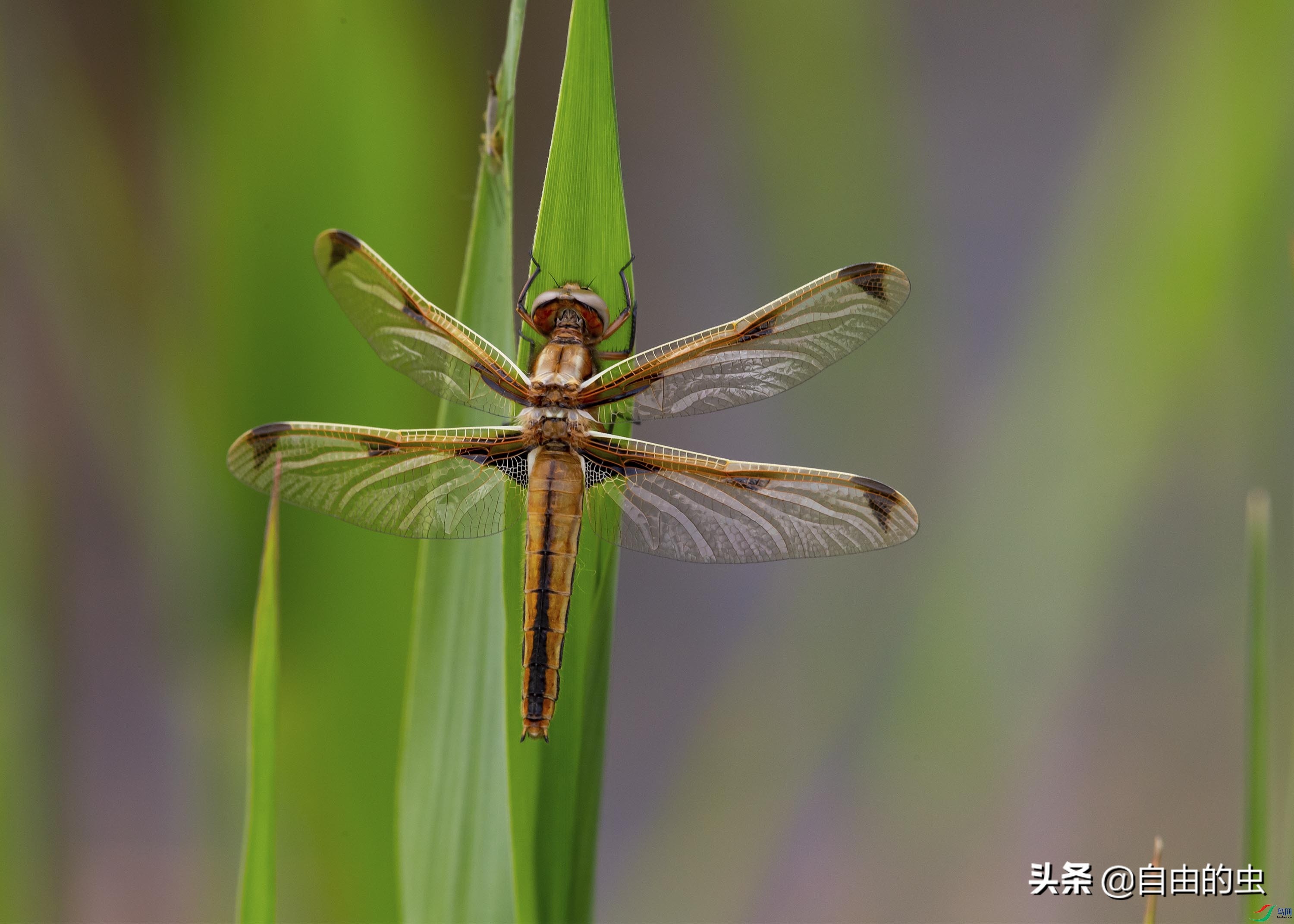 low-spotted dragonfly - iNEWS