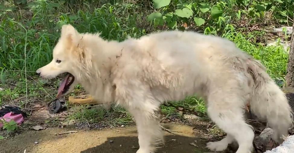 Breeding dogs were beaten and abused by their owners because they had ...