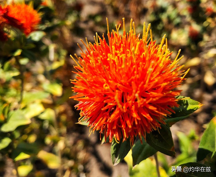 Xinjiang's best scenery: send you a little red flower · Tacheng red ...
