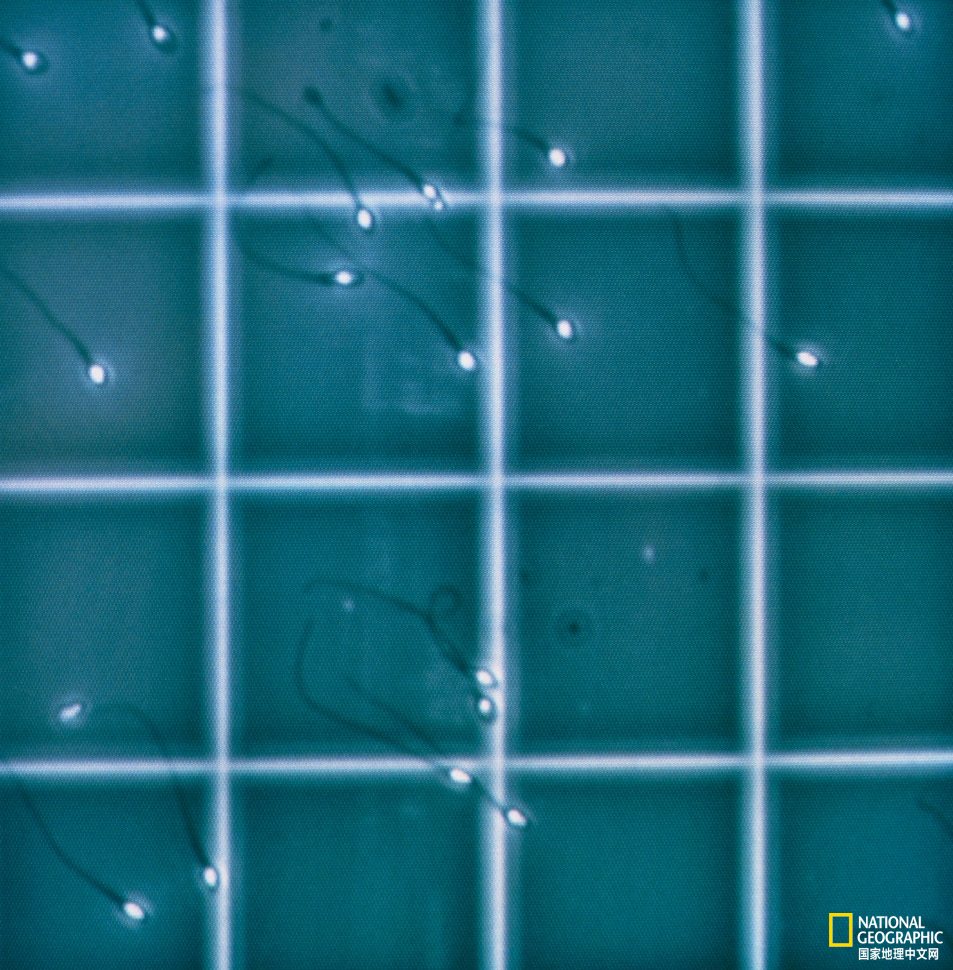 Global sperm counts are falling faster than thought - iNEWS