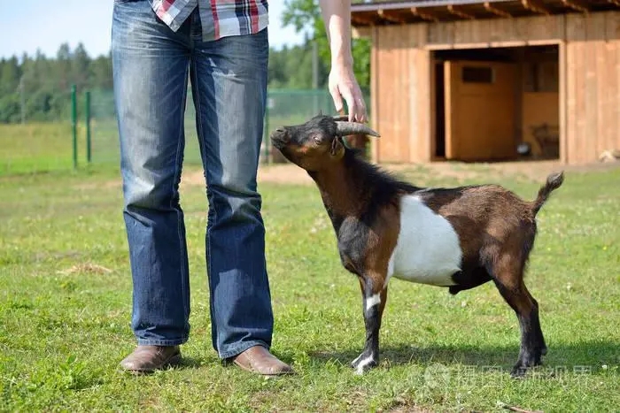 Have you heard of the goat man?Have you ever seen a goat that walks on ...