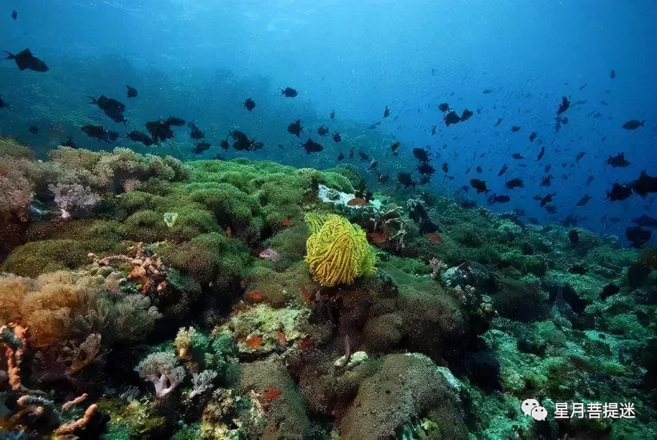 How to distinguish true and false sea willow?What are the varieties of ...