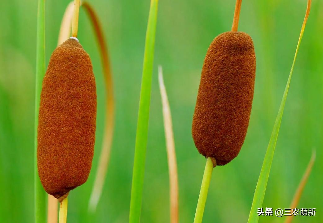 Cattail: similar to "sausage", common in the waterside, has a variety ...