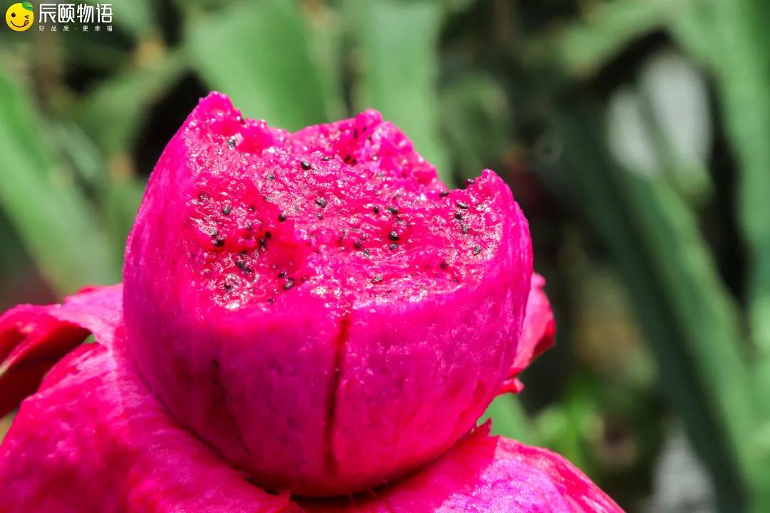 Chenyi Story: Hainan Jindu No. 1 red heart dragon fruit, full of ...