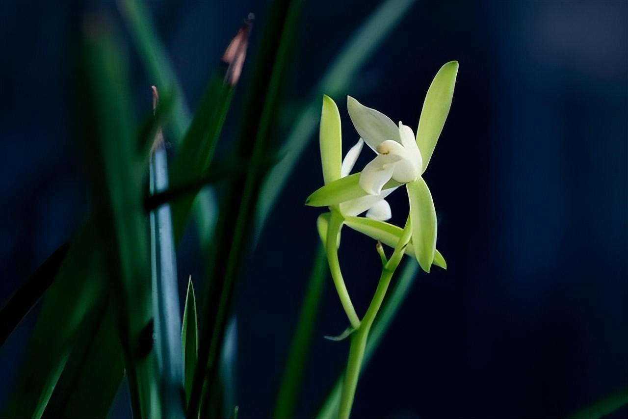 Orchid Poem - iNEWS
