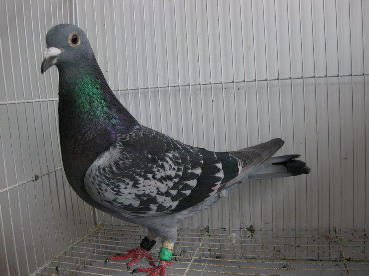 Pigeons without foot rings are bad? - iNEWS