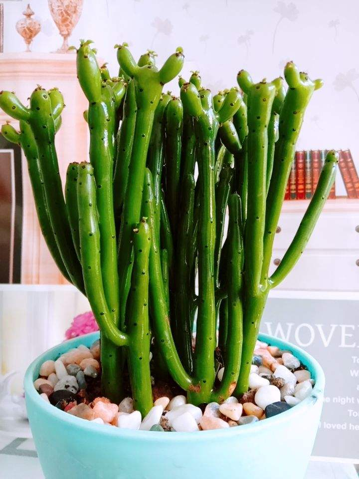 7 kinds of "big poisonous flowers", usually common, pinch a leaf, out ...