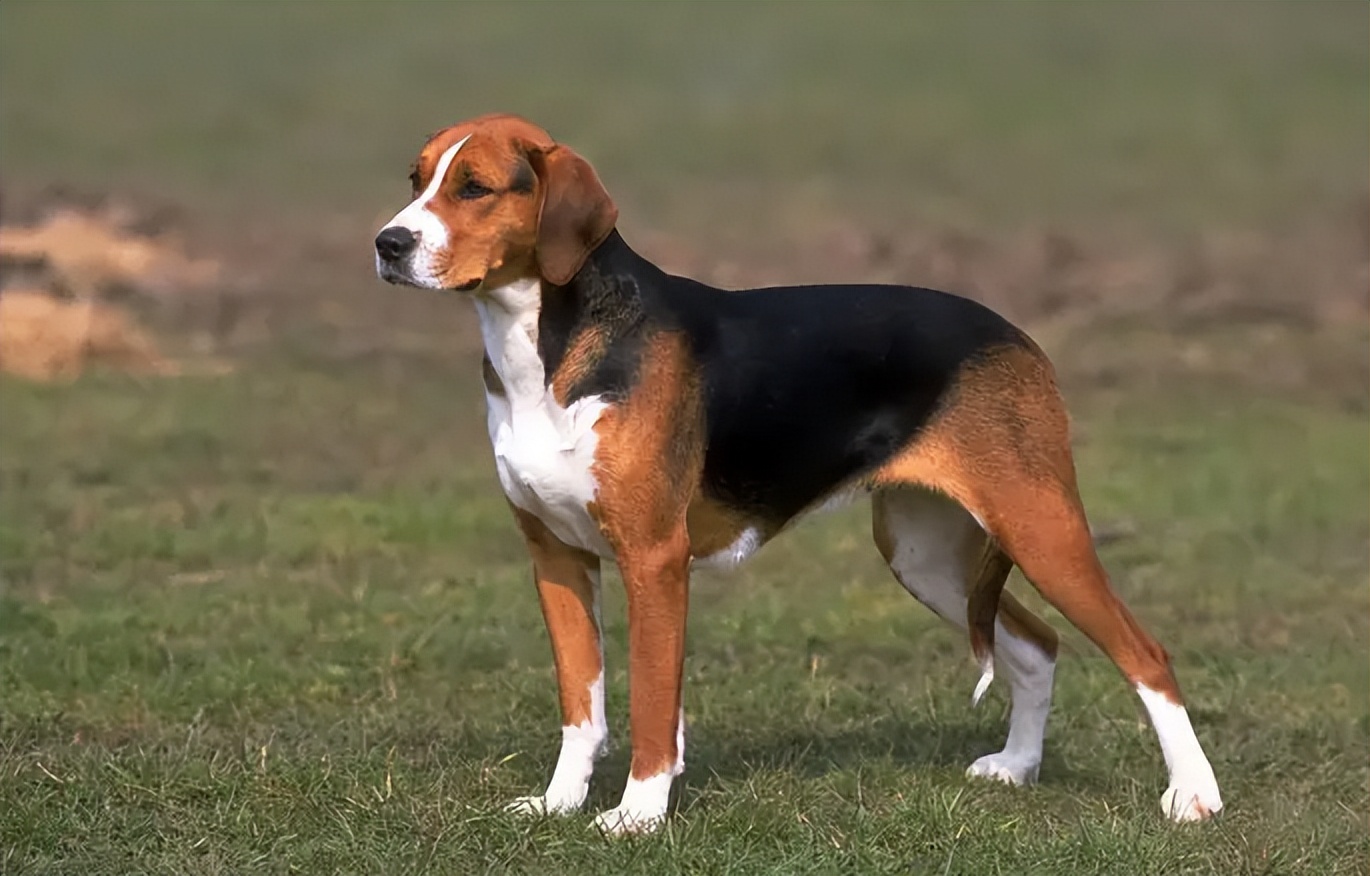 The 22-year-old foxhound died and broke the Guinness record. What ...