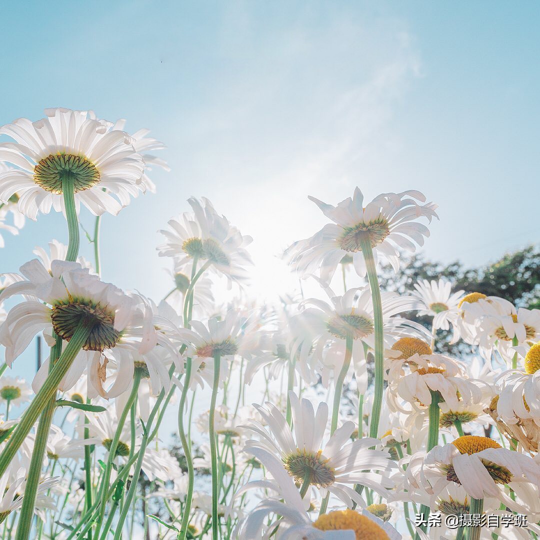 Choosing the right angle, taking flower photos is half the battle. Do ...