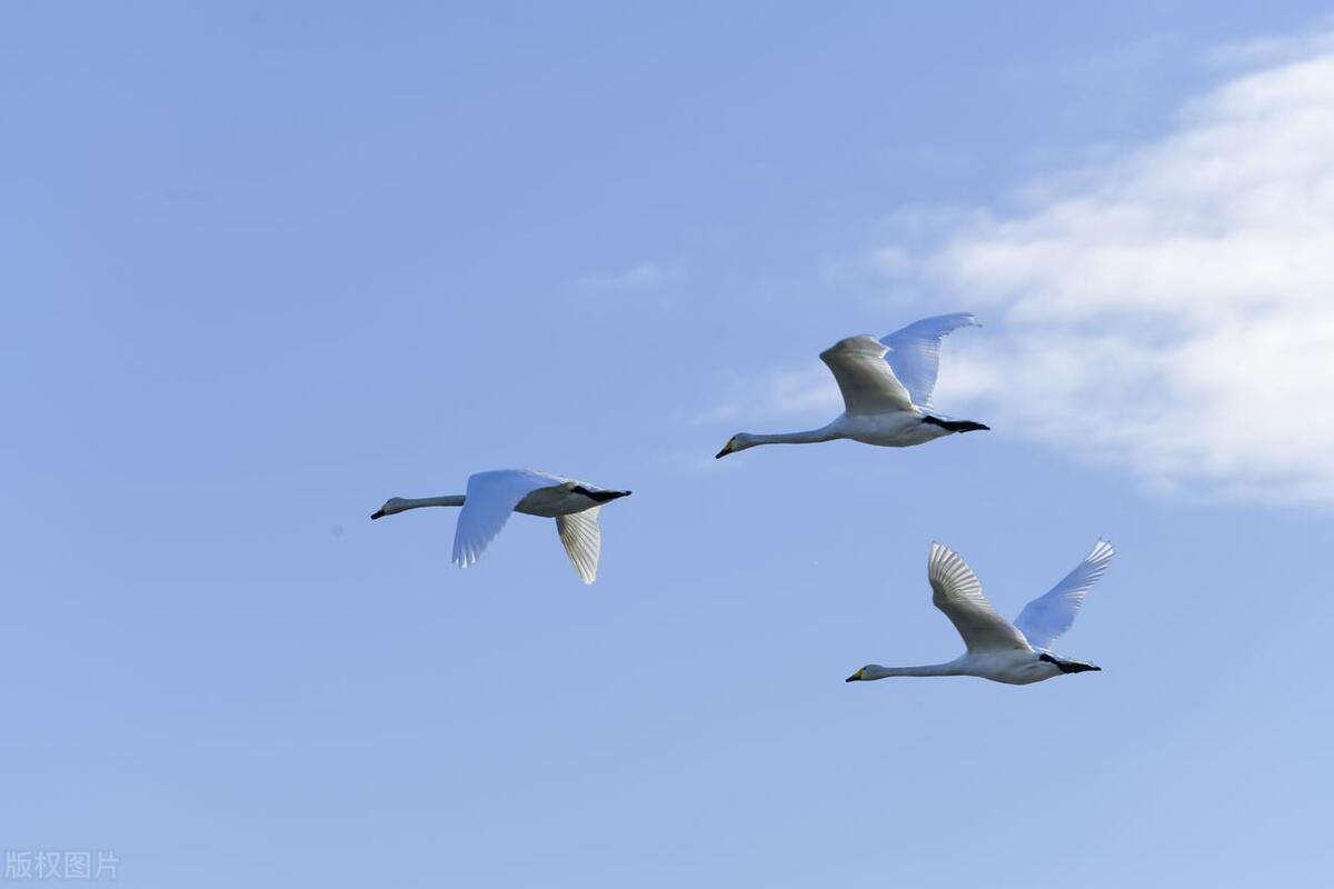 Huang Hu's Flying, Thousands of Miles in One Swipe, Analysis of Huang ...