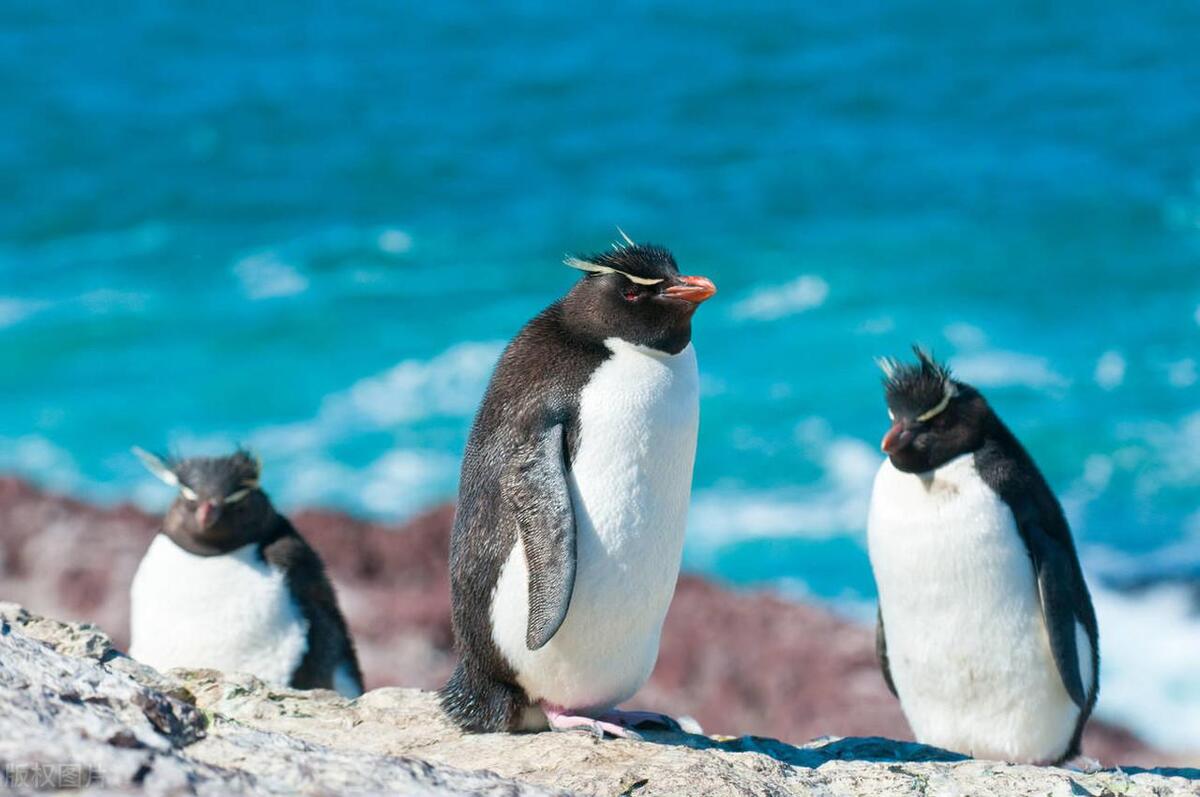 Flying from the sky to the sea: the evolution of penguins and the ...