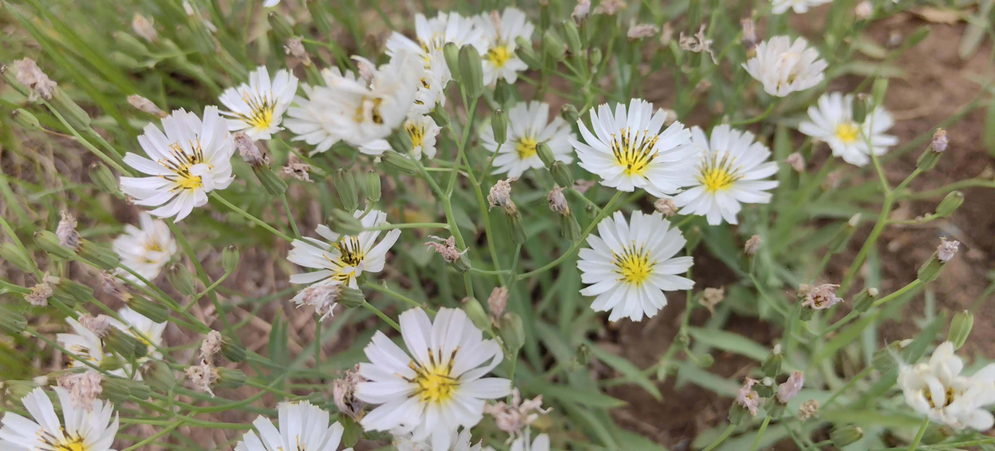 Bitter cauliflower chant - iMedia