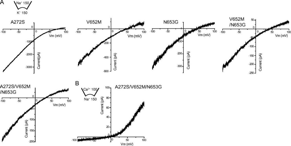 Modulating the ion selectivity of dual-pore channels - iNEWS