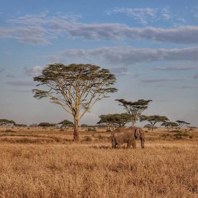 Serengeti, the true "Lion King" - iNEWS