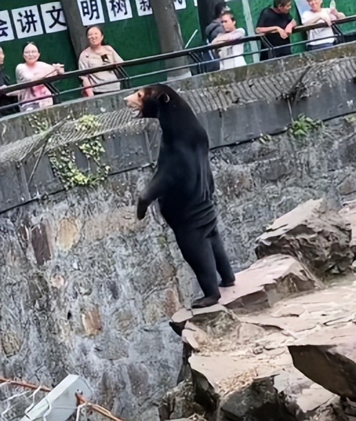What is the origin of the "black bear" in Hangzhou Zoo, which is ...