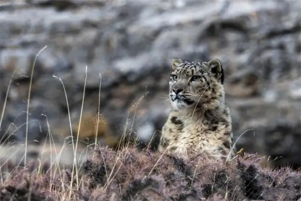 Snow leopards appeared in Sanjiangyuan, and they caught white-lipped ...