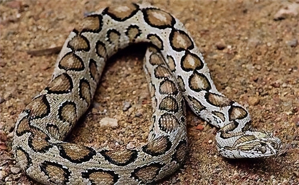 Top 10 Venomous Snakes in Taiwan - iMedia