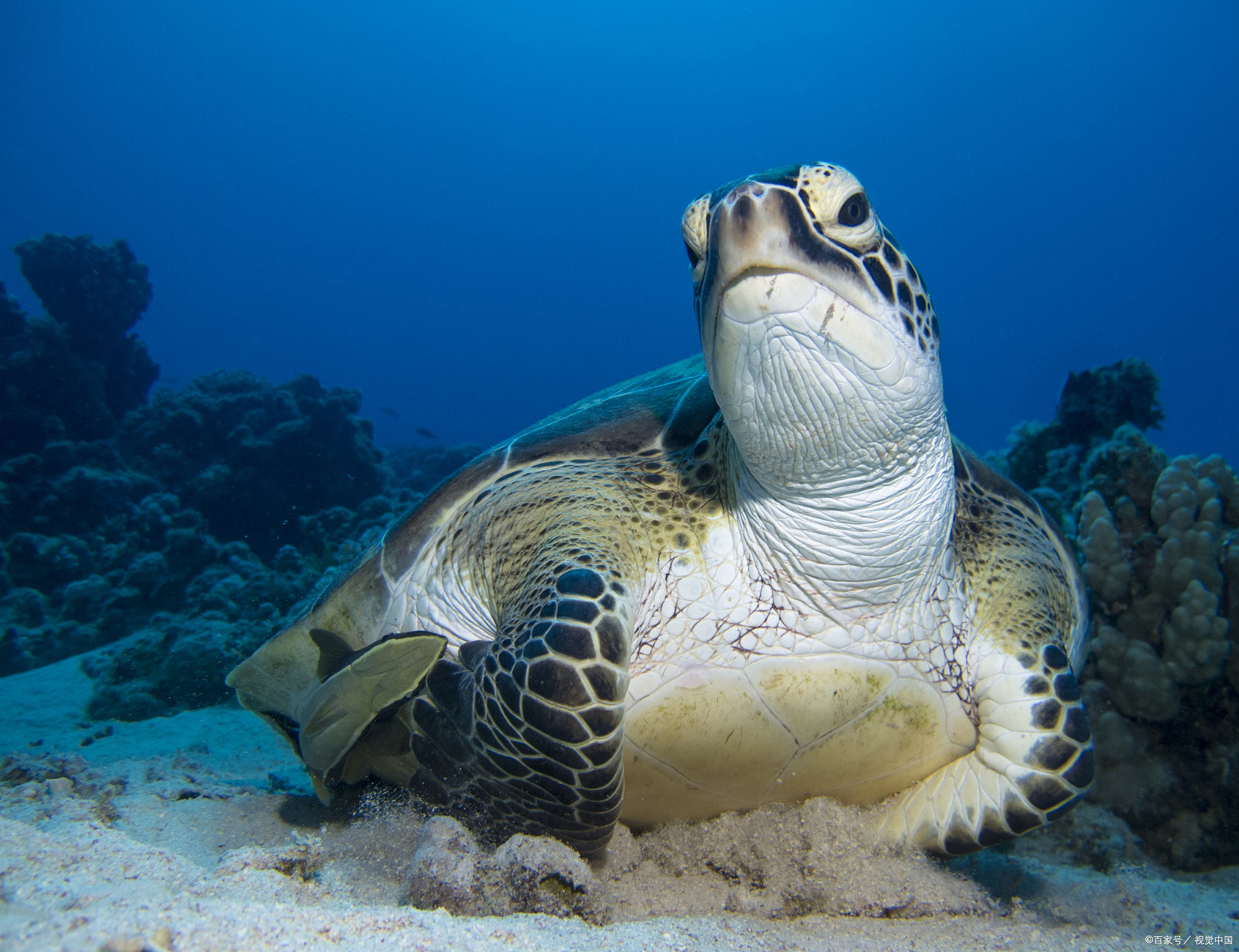 The most exciting time of the year is here! Ridge turtle nesting season ...