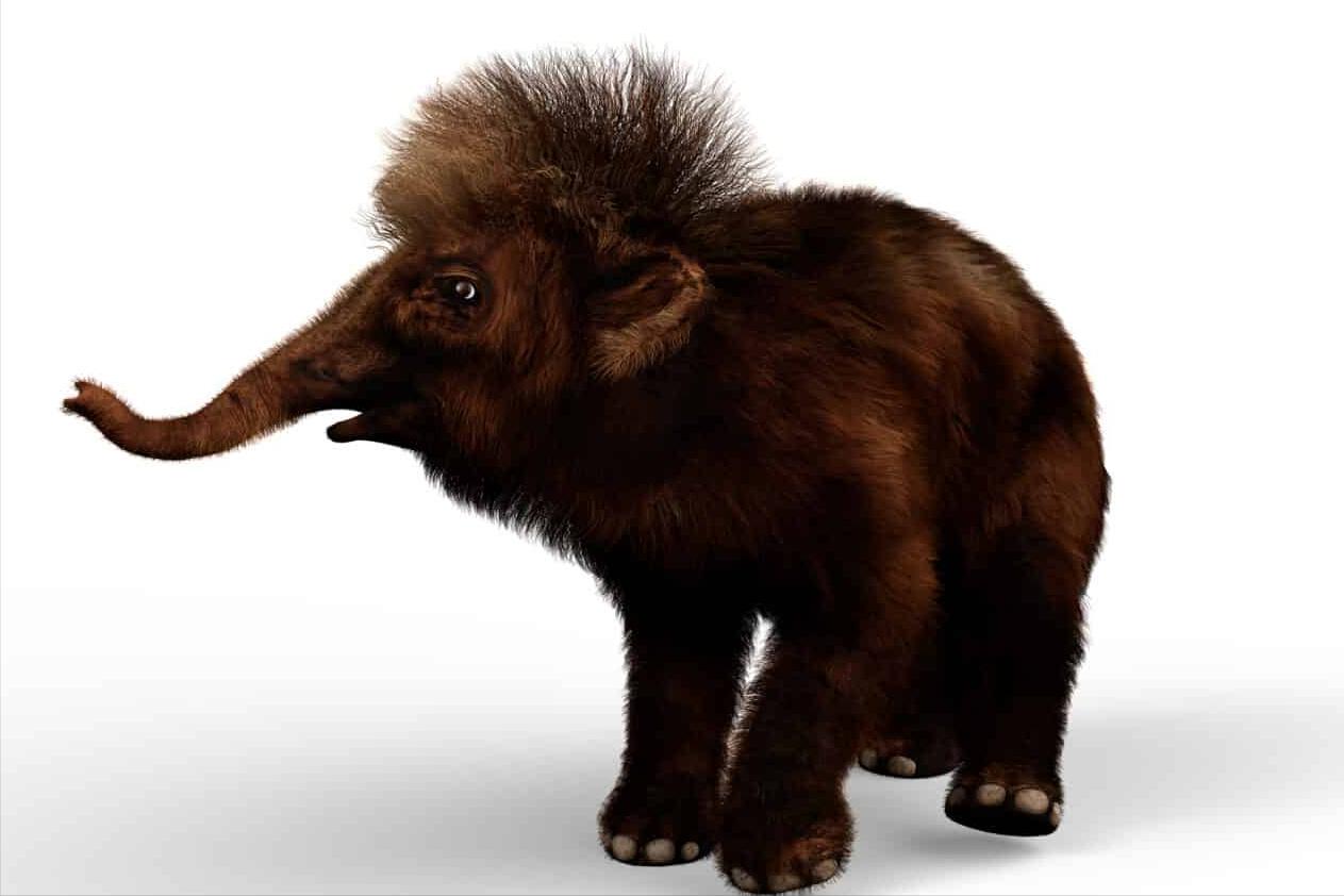 Scientists resurrect the mammoth, can we see it again?Questions and ...