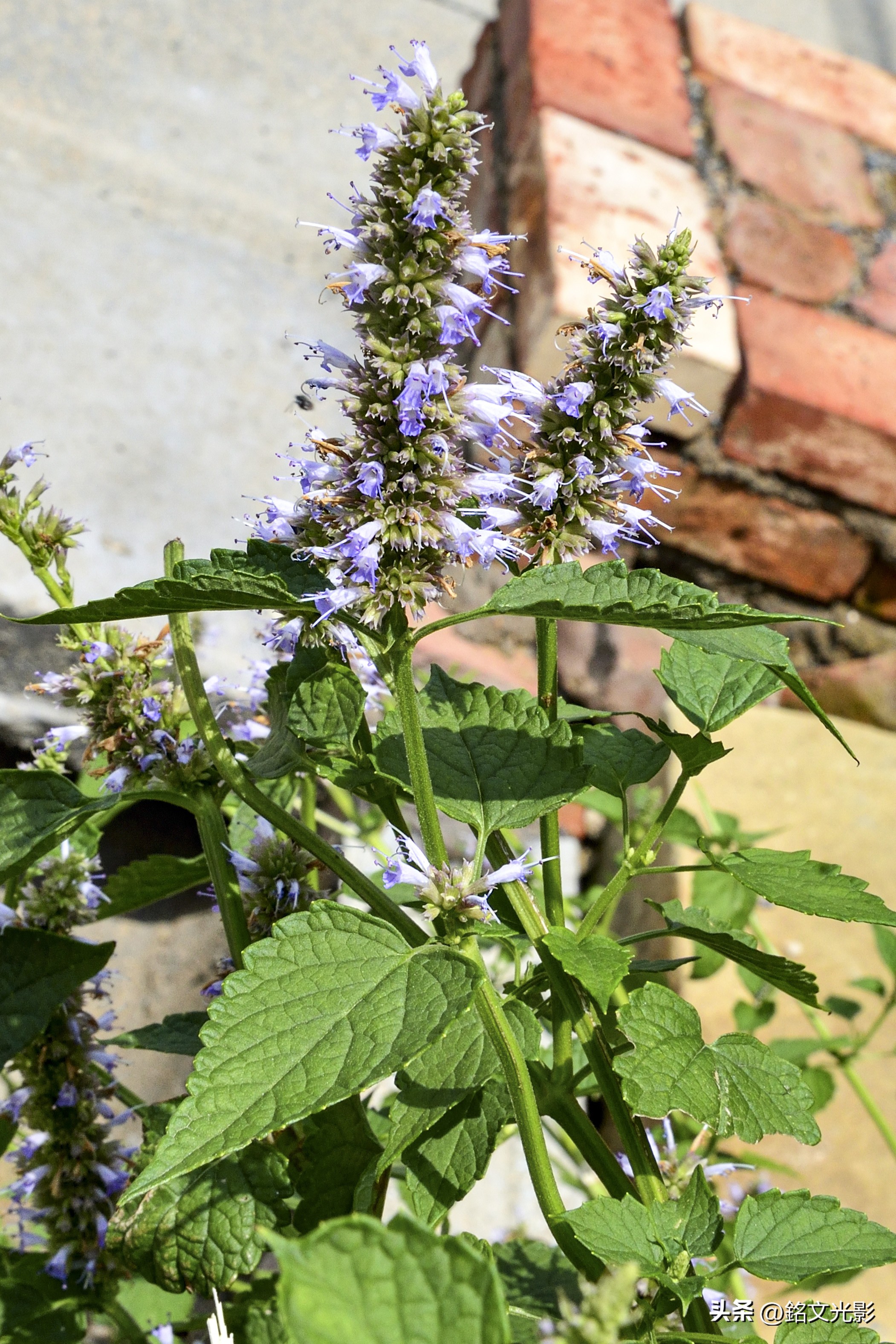 Ageratum stems and leaves aromatic flowers bloom purple blue - iNEWS