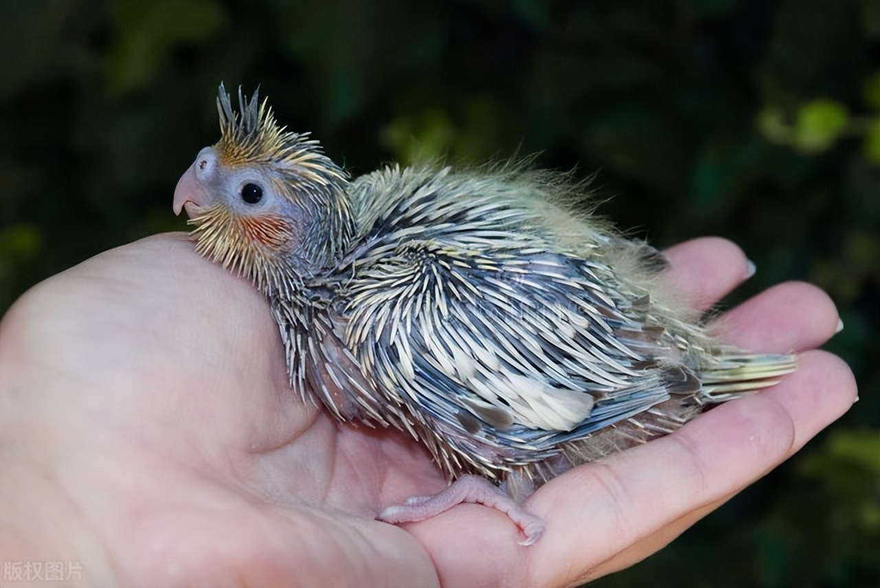 6 possible causes of parrot chick vomiting and how to deal with it! - iNEWS