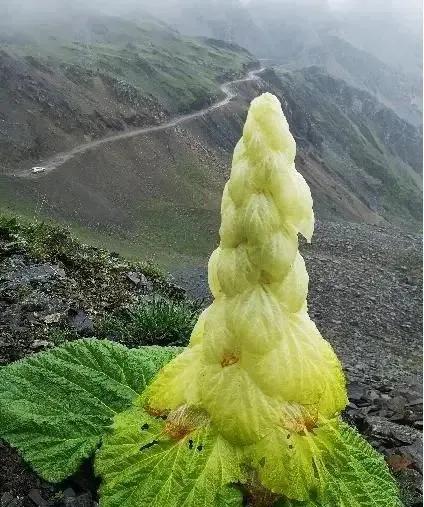 Tahuang, which blooms only once in its life, actually bloomed - iNEWS