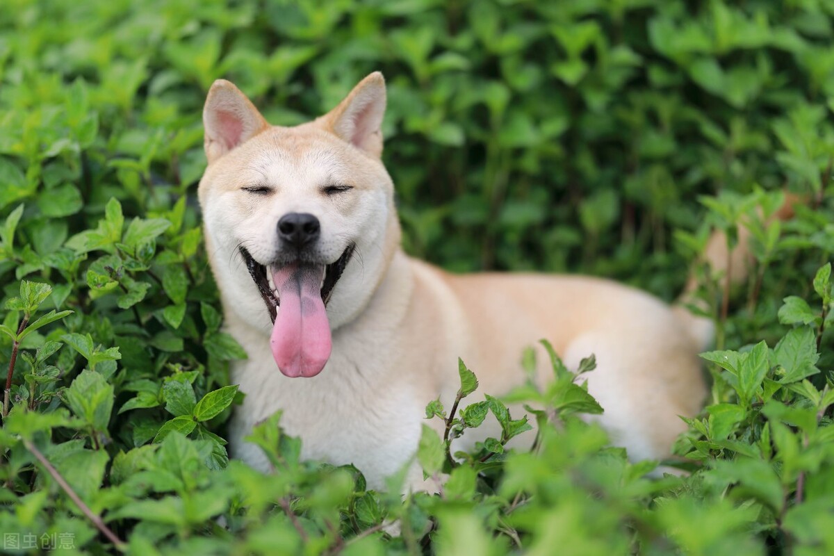 Do dog trace element tablets eat every day? Is it okay not to eat it ...