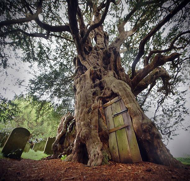 The witch's tree house - a thousand-year-old yew tree, the whole body ...