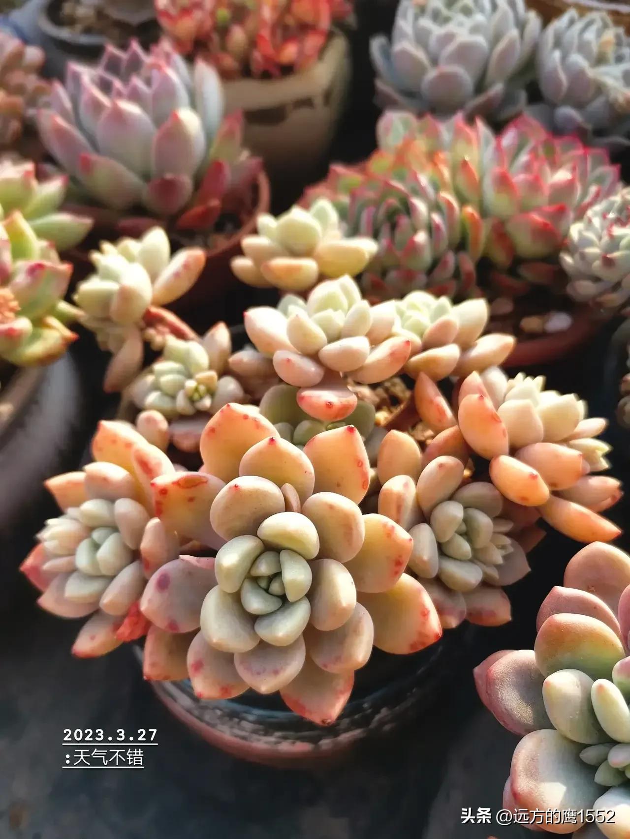 Enter the succulent kingdom and enjoy the infinite wonderfulness of the ...