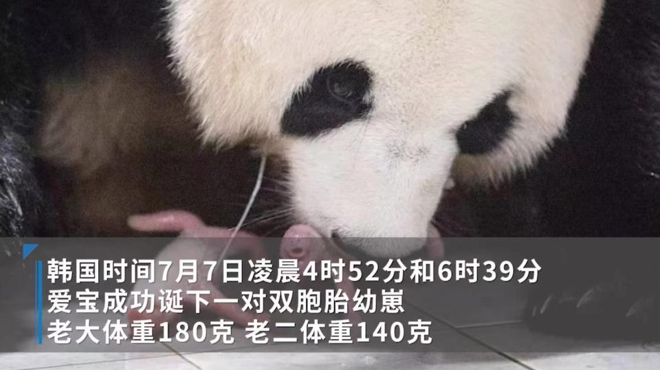 Excited! Aibo gives birth to twin cubs! Grandpa caresses Aibao ...