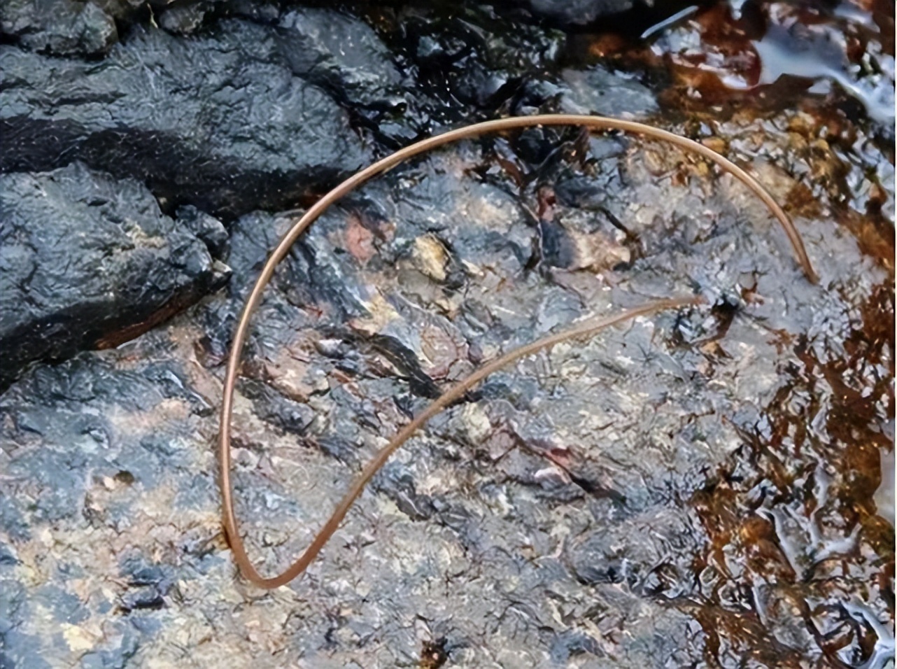 Dragon nematode appeared in Sichuan, which can be called an alien in ...