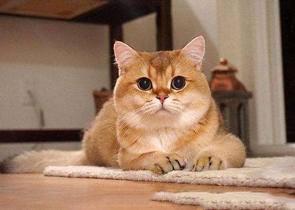 Why are more and more people raising "Golden Gradients"?Netizen: I don ...