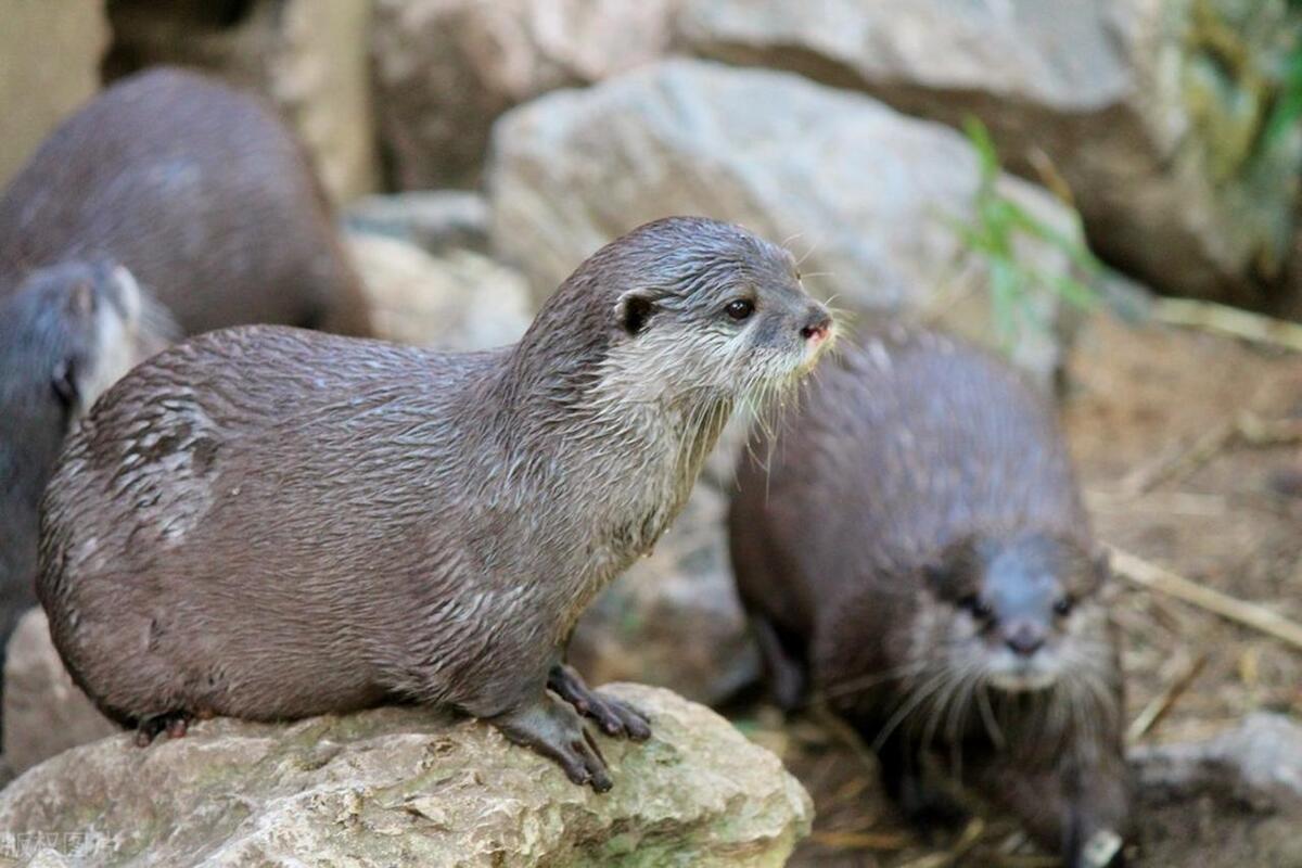 Otter Fish Stealing - iNEWS