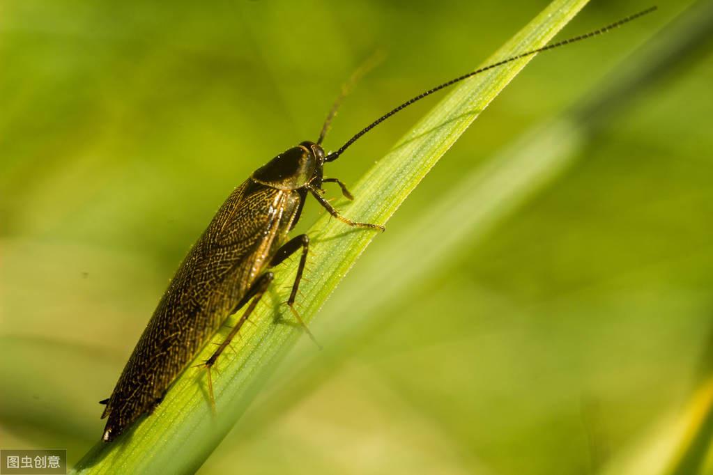 How Scary Are Southern Cockroaches? - iNEWS
