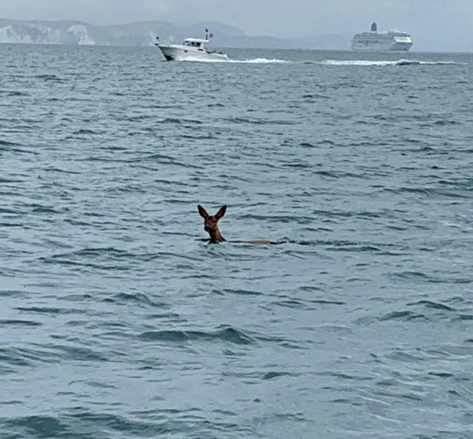 A doe was in distress at sea, a captain rescued it, but netizens said ...