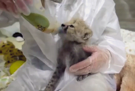 The disabled cheetah was abandoned by its mother, and the dog acted as ...