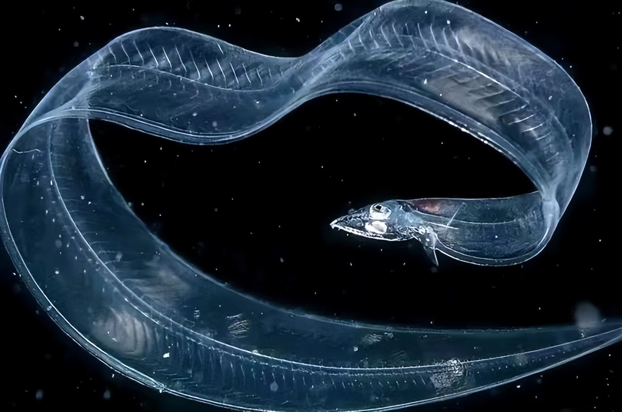 The fish that can "stealth" - willow leaf eel - iMedia