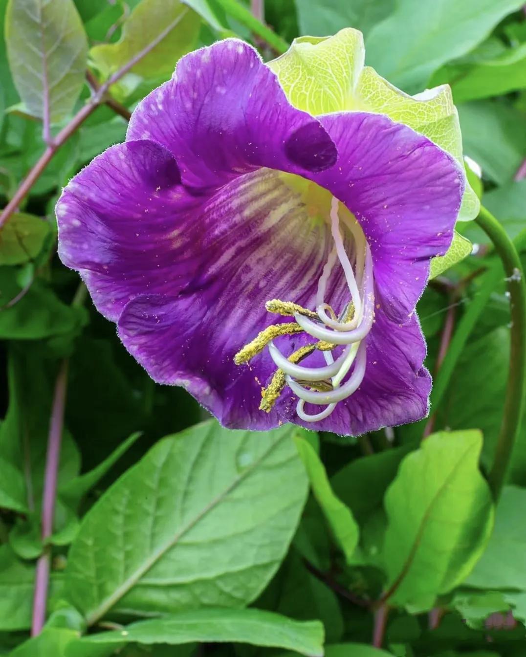 Sharing: Beautiful and Rare Exotic Flowers⑥ - iNEWS