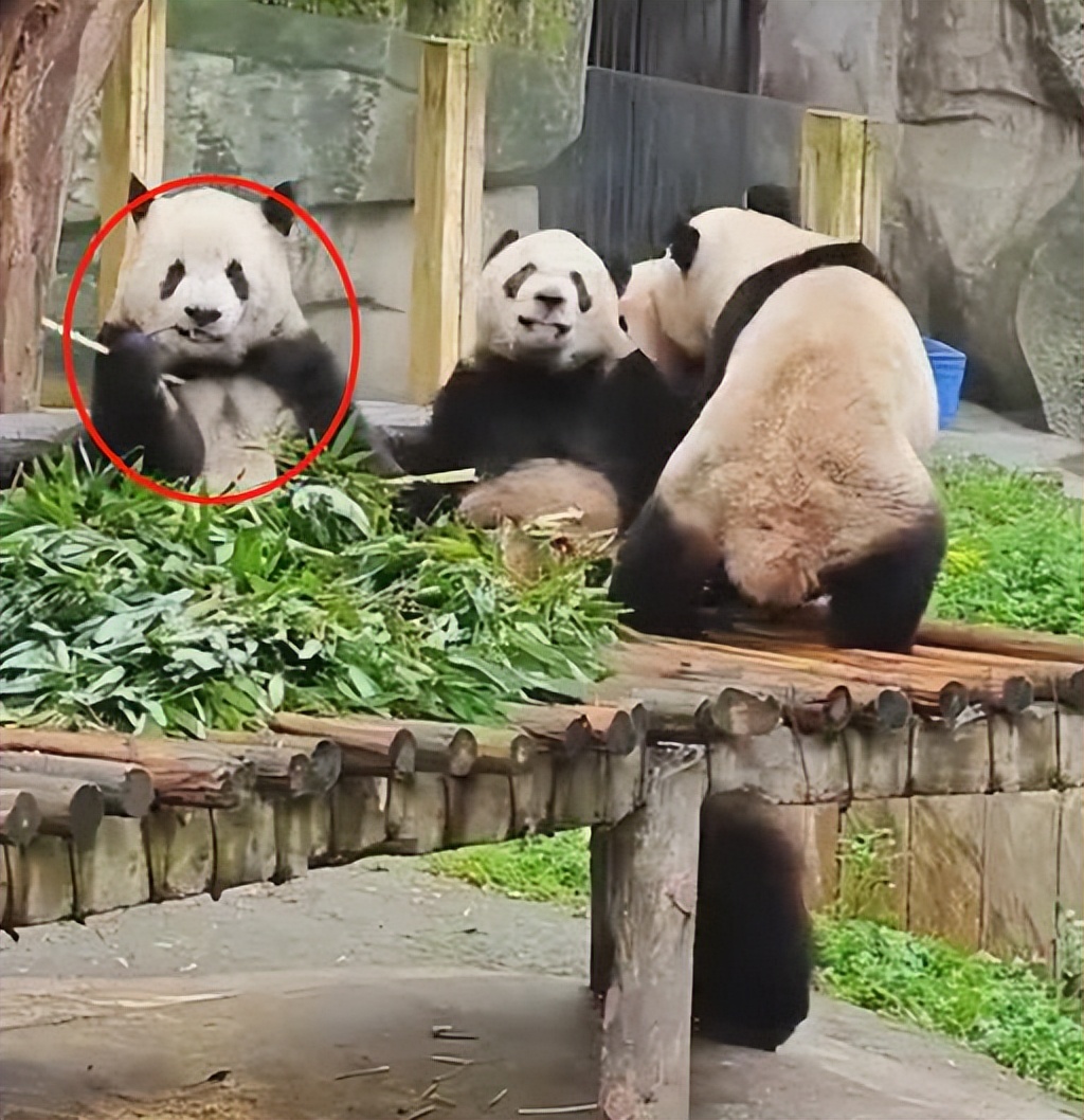 When a giant panda fights, you hit yours and I eat mine. Then it's my ...