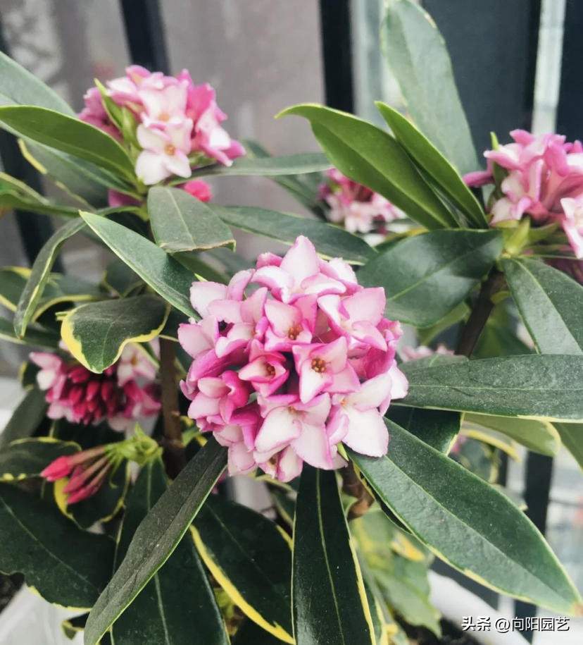 What kind of flowers are suitable for growing flowers in autumn?Phnom ...