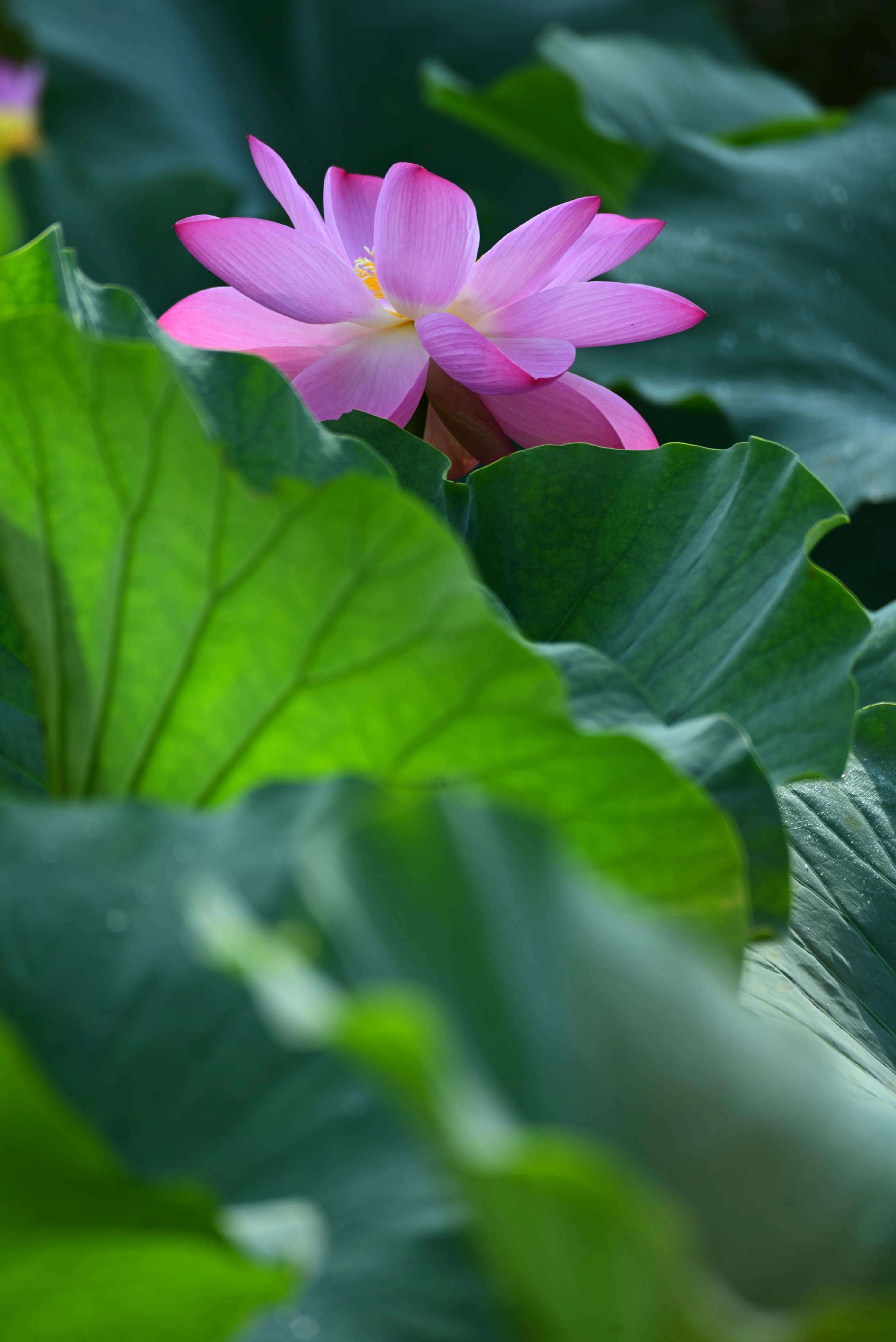Burning lotus flowers emerge from the water (No. 118) - iNEWS