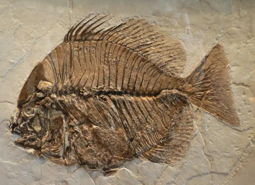 Did humans evolve from fish?There are fossils to prove it!We still have ...