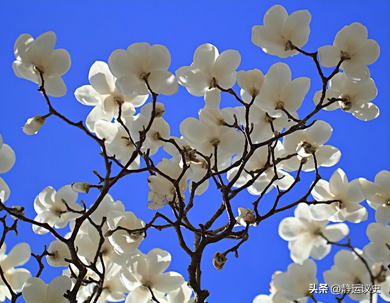 A Brief Analysis of Magnolia: The History and Charm of an Elegant ...