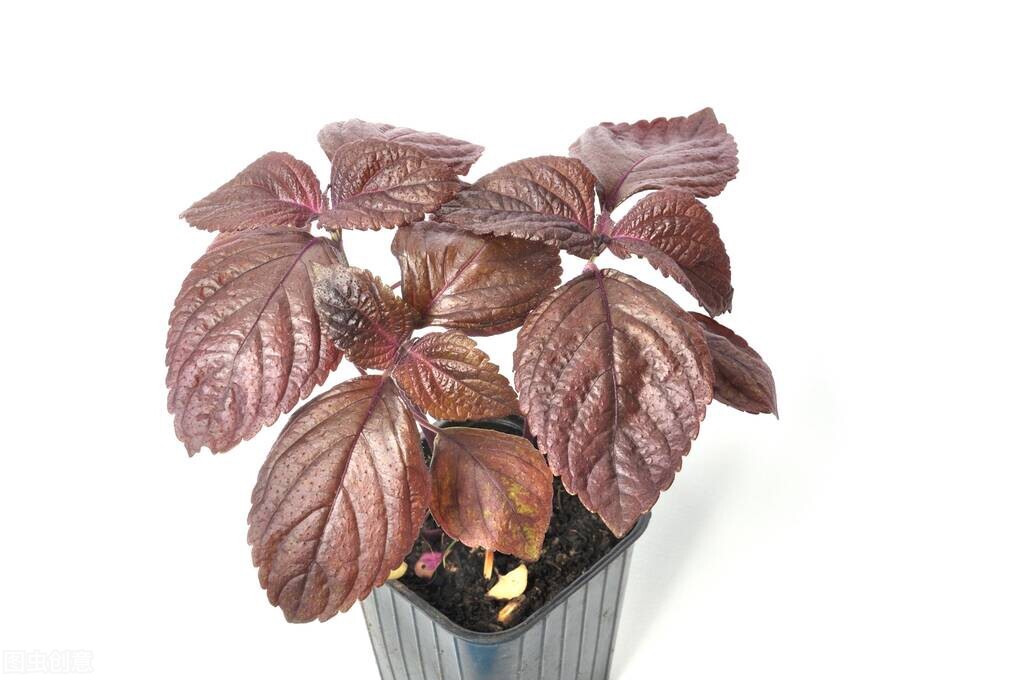 Talking about traditional Chinese medicine: perilla leaves, perilla ...